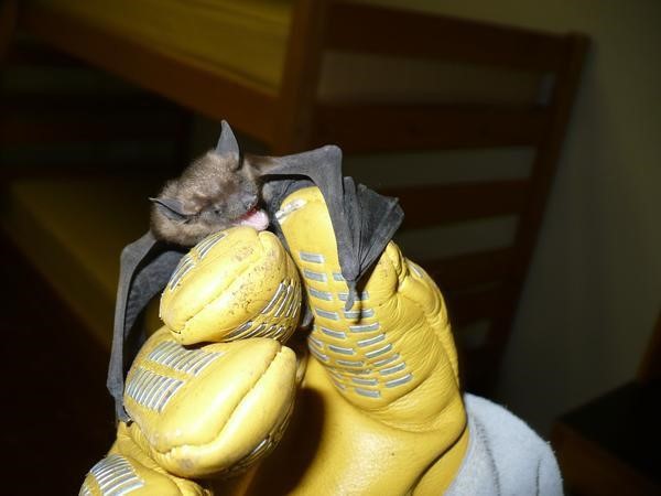 Bat FAQ's